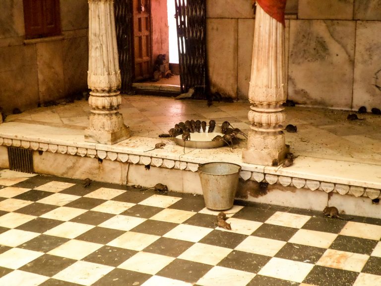 Bikaner – Sehenswürdigkeiten in der Wüstenstadt Rajasthans