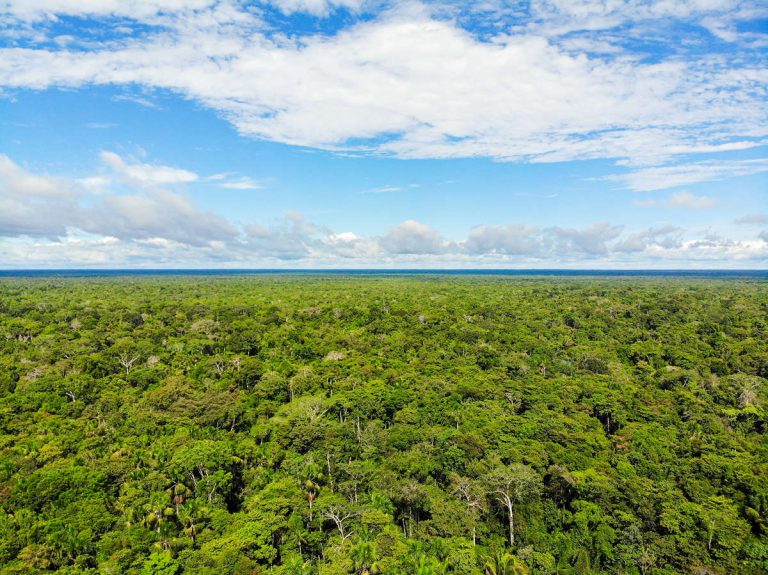Amazonas Dschungeltour in Peru: 3 Tage im Regenwald